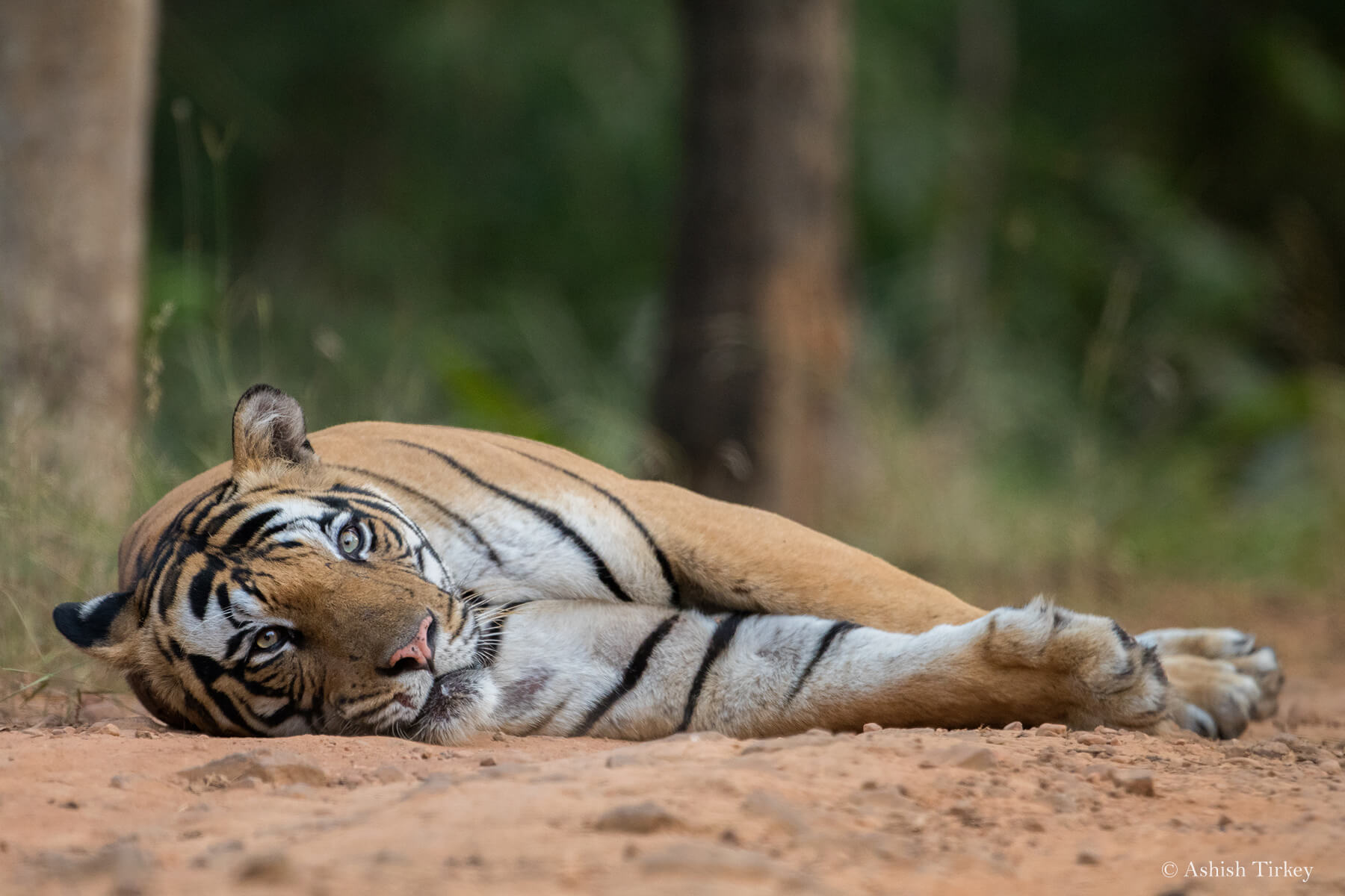 Guided Tiger Safari in Bandhavgarh - Ashish Tirkey